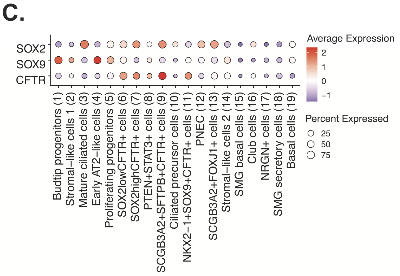 Searching for developmental mechanisms of lung pathology with a single cell and spatial atlas of ...